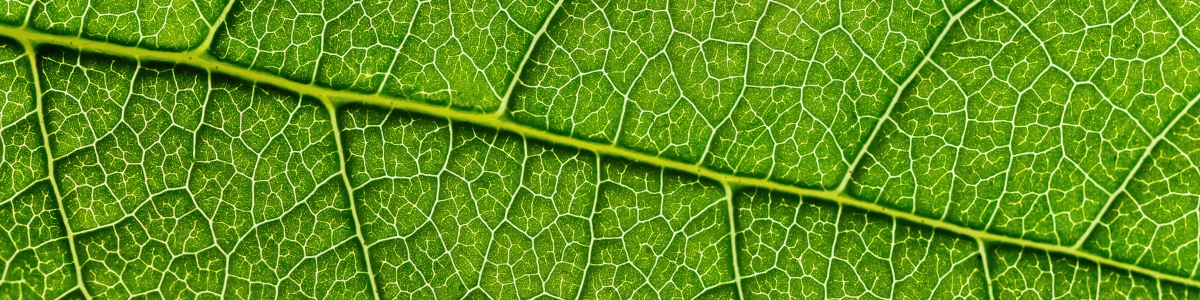 Stilbene | DocMedicus Vitalstofflexikon